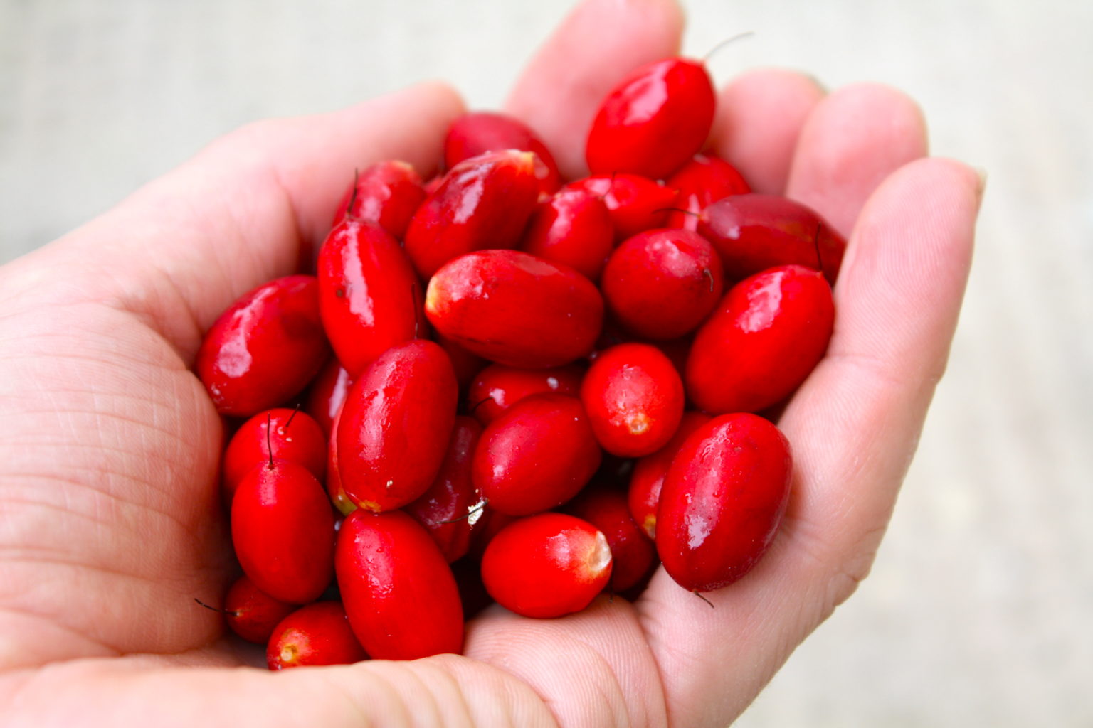 The Miracle Fruit: It Miraculously Turns Sour Tastes Into Sweet ...