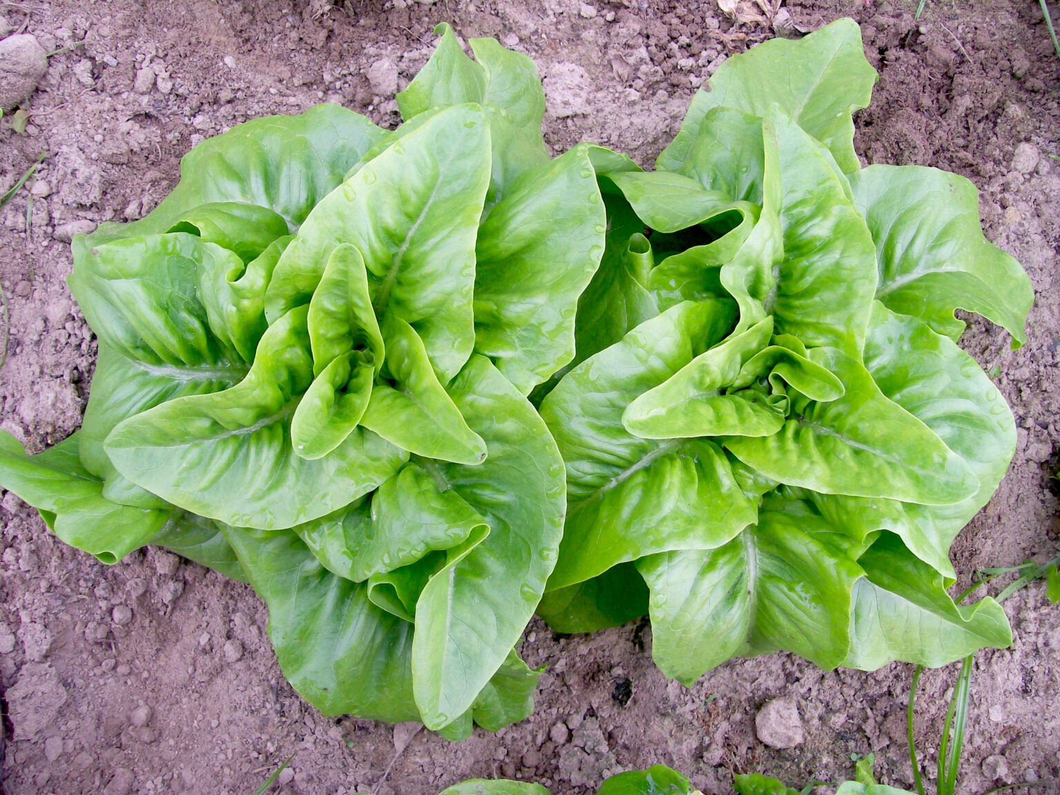 Deer Tongue Lettuce: A Crunchy and Sharp-Tasting Lettuce - MetaEfficient