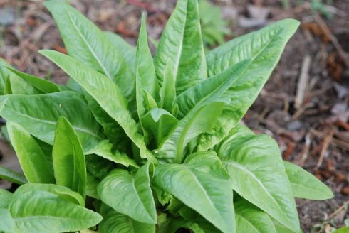 Deer Tongue Lettuce: A Crunchy and Sharp-Tasting Lettuce - MetaEfficient