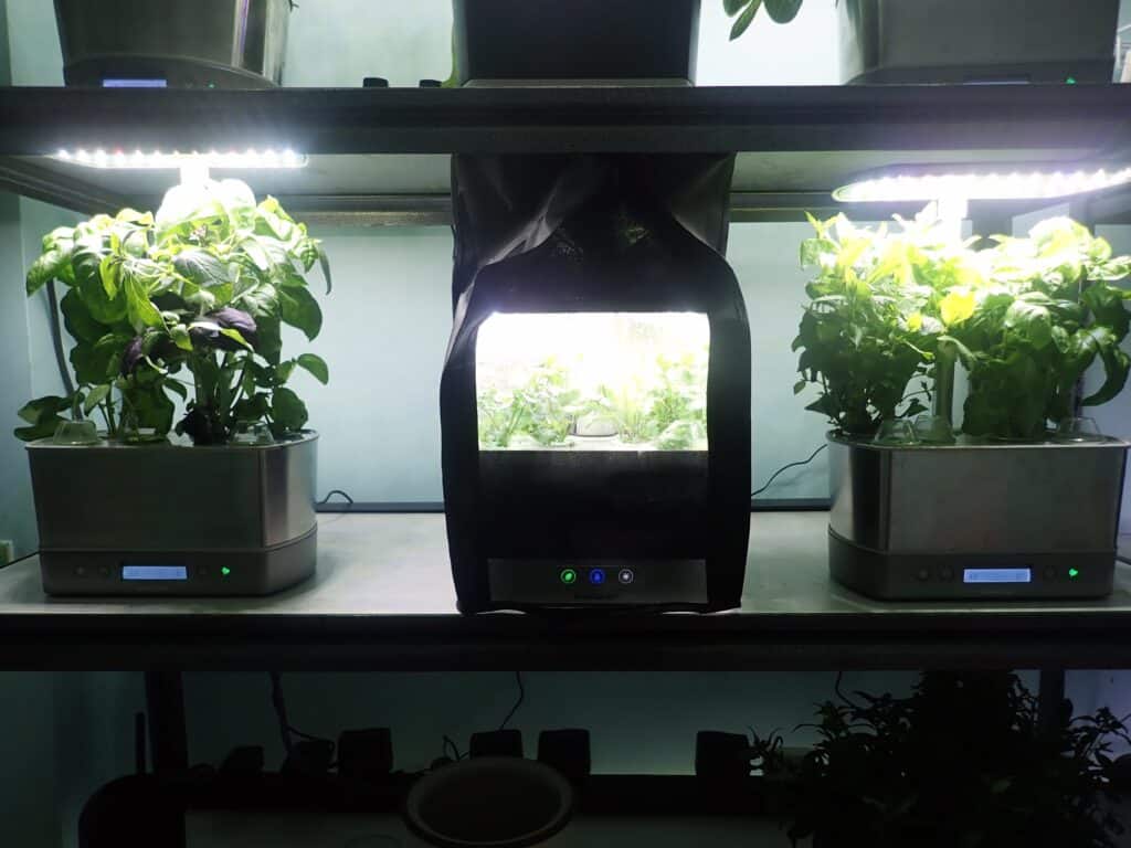 Currently Growing: Micro Dwarf Vegetables - MetaEfficient
