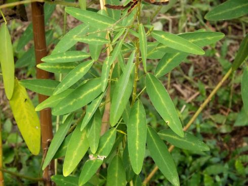 The Telegraph Plant: It Moves or "Dances" In Response To Sound and ...