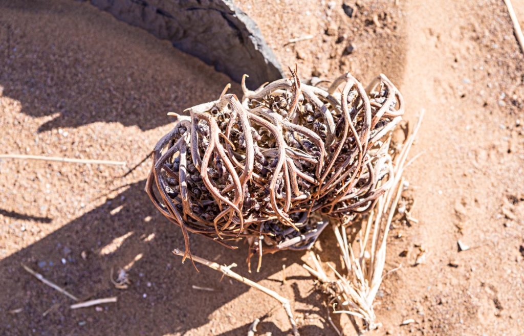 The Resurrection Plant: It Springs Back To Life After Years Of Sleeping ...