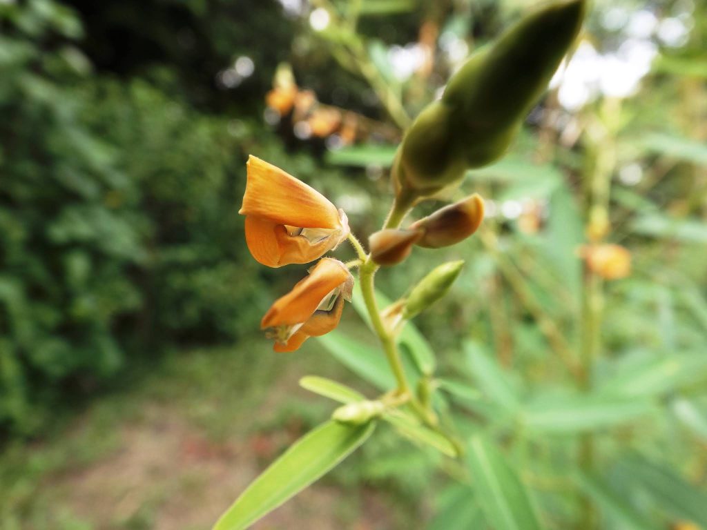 The Telegraph Plant: It Moves or "Dances" In Response To Sound and ...
